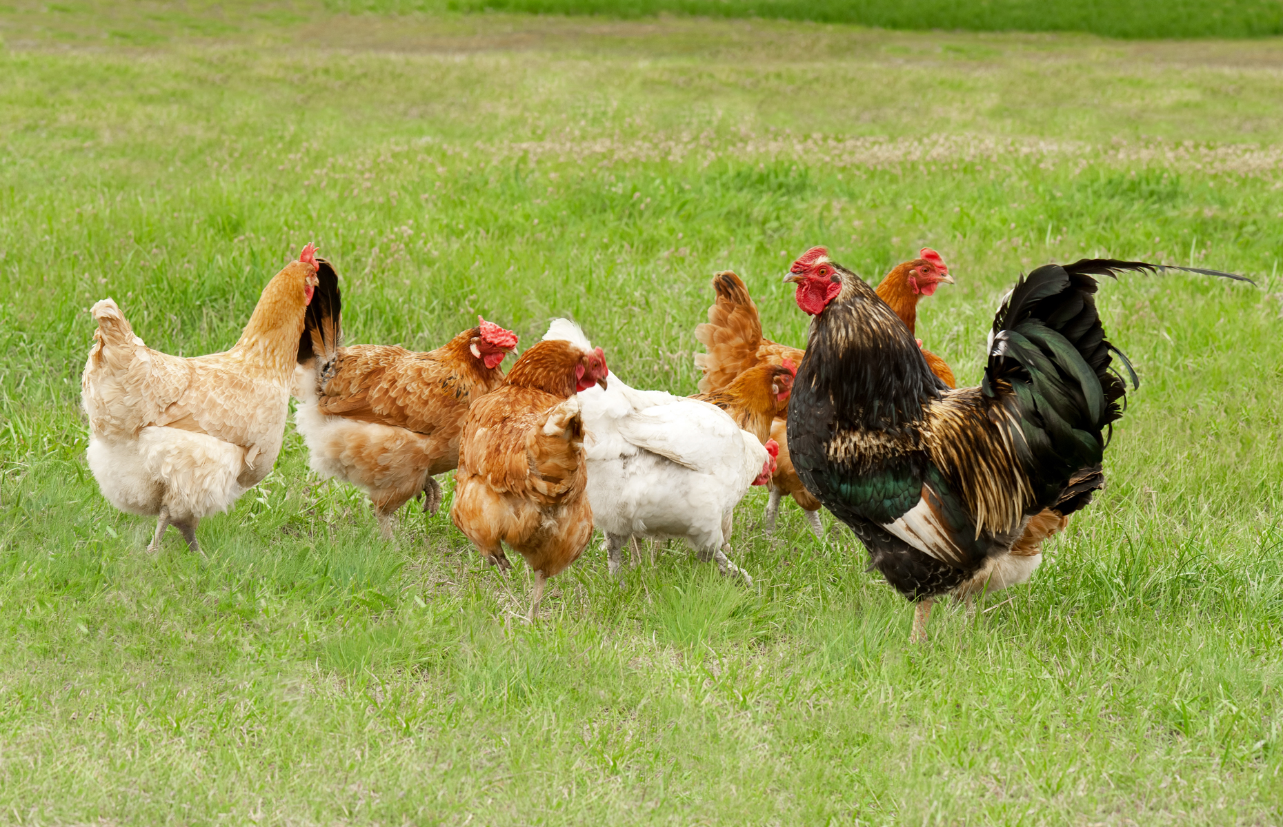 Introducing a Rooster to Hens – Mother Earth News
